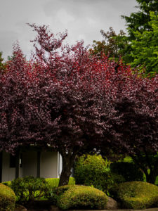 Thundercloud Purple Leaf Plum Trees For Sale | The Tree Center