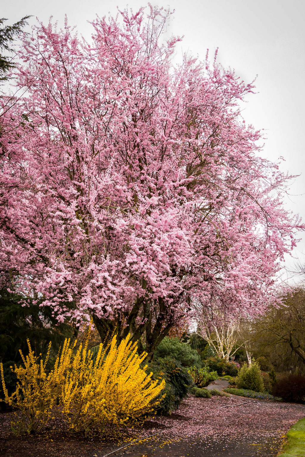 Thundercloud Purple Leaf Plum Trees For Sale | The Tree Center