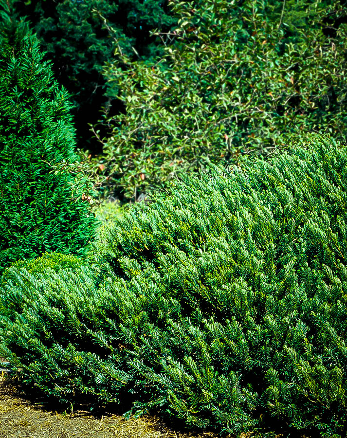 Duke Gardens Plum Yew Trees For Sale | The Tree Center