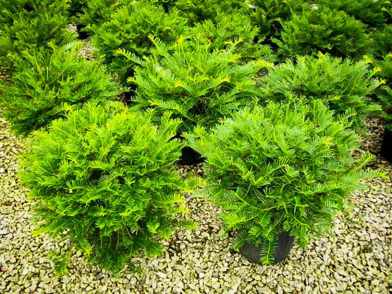 Prostrate Japanese Yew Trees For Sale | Rome Beauty Apple Trees For ...
