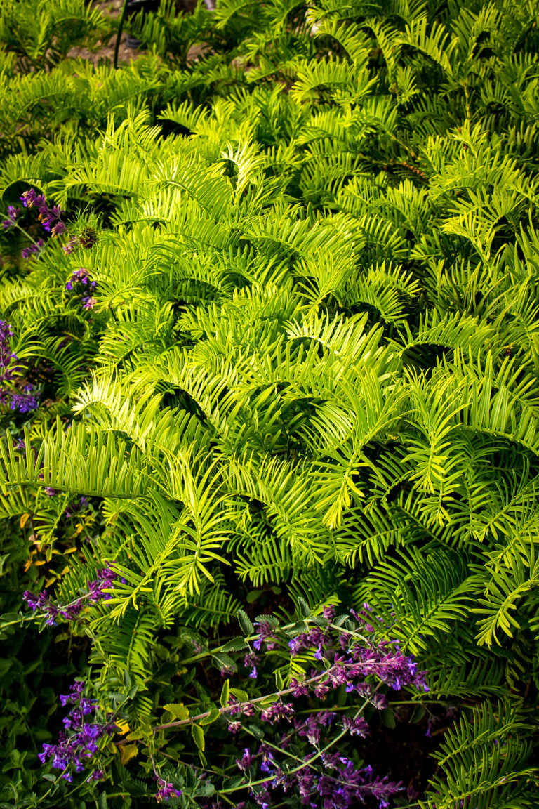 Prostrate Japanese Yew Trees For Sale | Rome Beauty Apple Trees For ...