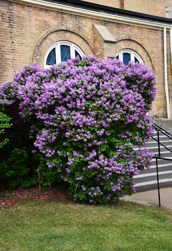 Pocahontas Canadian Lilacs For Sale Online | The Tree Center