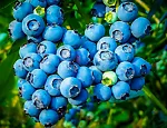 Buy Powder Blue Blueberry Bushes Online | The Tree Center