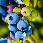 Buy Powder Blue Blueberry Bushes Online | The Tree Center
