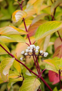 Prairie Fire Red Twig Dogwood For Sale Online | The Tree Center