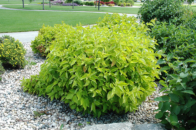 Prairie Fire Red Twig Dogwood For Sale Online | The Tree Center