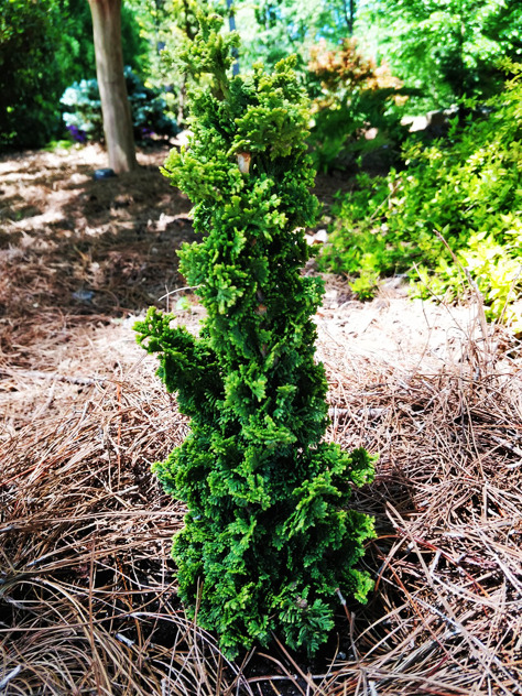 Thuja Occidentalis Primo For Sale | The Tree Center