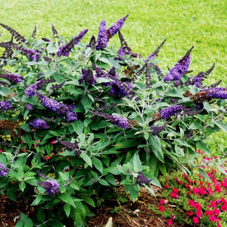 Pugster Blue Butterfly Bushes For Sale Online | The Tree Center