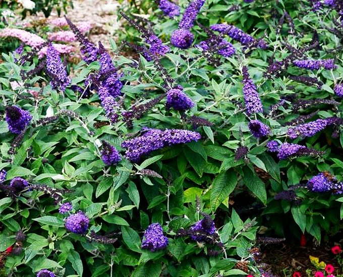 Pugster Blue Butterfly Bushes For Sale Online | The Tree Center