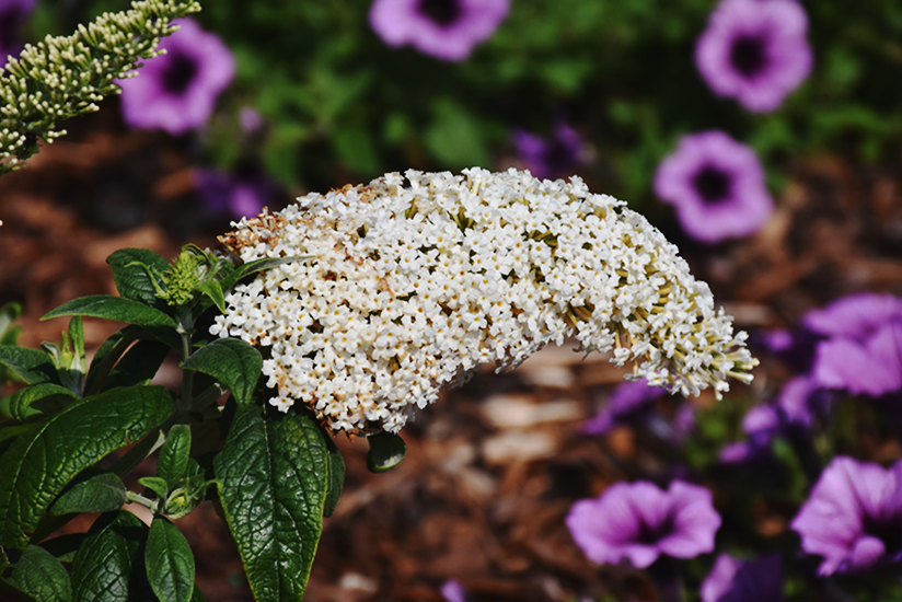 Pugster® White Butterfly Bush For Sale | The Tree Center