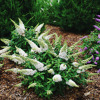 Pugster® White Butterfly Bush For Sale | The Tree Center