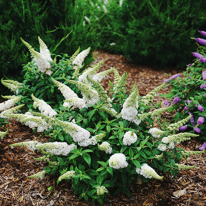 Pugster® White Butterfly Bush For Sale | The Tree Center