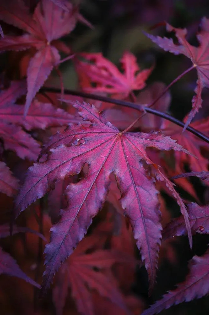 Purple Ghost Japanese Maple For Sale Online | The Tree Center