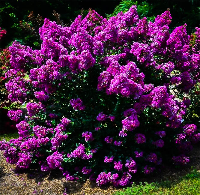 Purple Magic Crape Myrtle For Sale Online | The Tree Center
