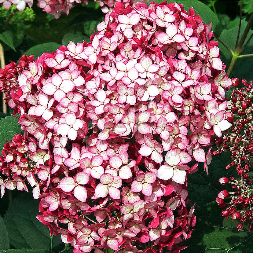 Invincibelle Ruby Hydrangea For Sale Online | The Tree Center