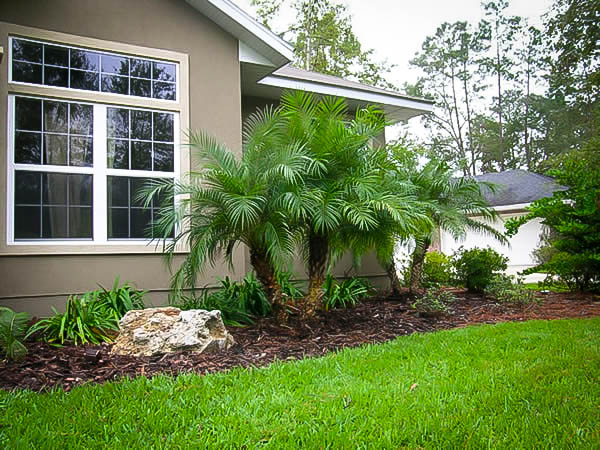 Pygmy Date Palm Trees For Sale Online | The Tree Center Pygmy Date Palm Trees For Sale Online | The Tree Center