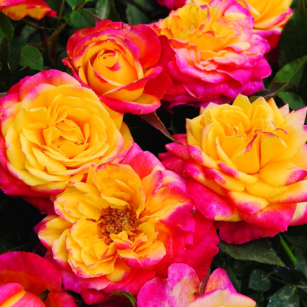 Rainbow Sunblaze® Rose For Sale Online | The Tree Center
