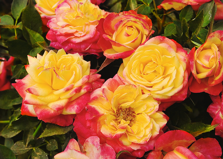 Rainbow Sunblaze® Rose For Sale Online | The Tree Center