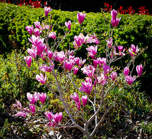 Randy Magnolia Trees For Sale Online | The Tree Center