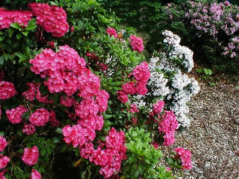 Raspberry Glow Mountain Laurel Shrubs For Sale Online | The Tree Center