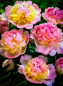 Peony Raspberry Sundae For Sale Online | The Tree Center