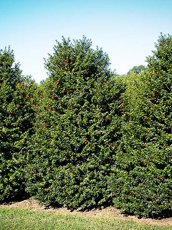 Dragon Lady Holly Trees For Sale Online | The Tree Center