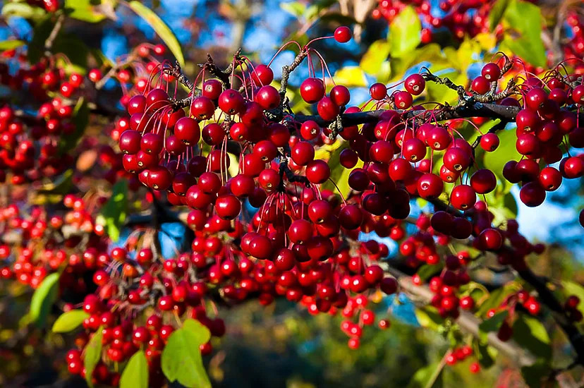 Aronia Red Chokeberry Bushes For Sale | The Tree Center