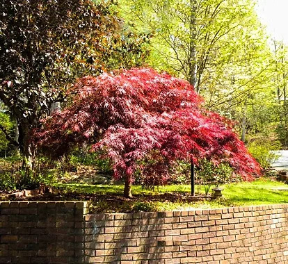 Red Dragon Japanese Maple For Sale Online | The Tree Center