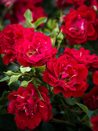 Coral Drift® Rose Bushes For Sale | The Tree Center
