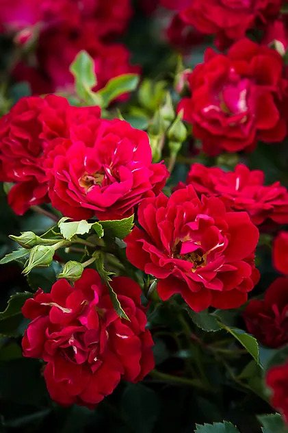 Red Drift Rose Bushes For Sale Online | The Tree Center