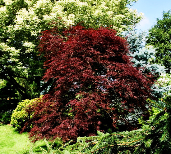 Red Filigree Lace Japanese Maples For Sale Online | The Tree Center