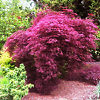Red Filigree Lace Japanese Maples For Sale Online | The Tree Center