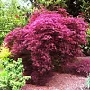Red Filigree Lace Japanese Maples For Sale Online | The Tree Center