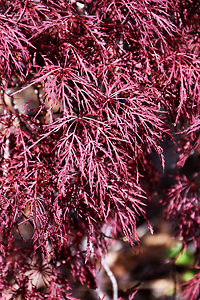 Red Filigree Lace Japanese Maples For Sale Online | The Tree Center