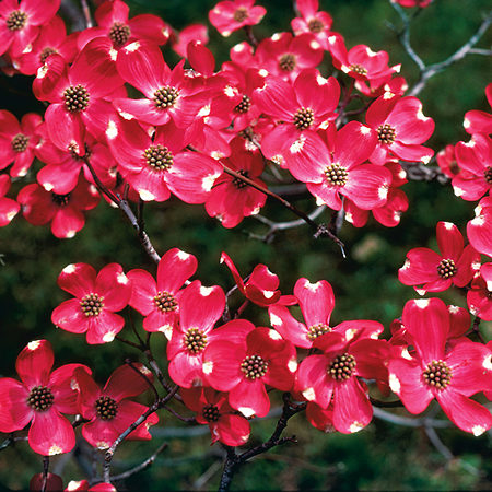 Buy Flowering Red Dogwood Trees Online | The Tree Center