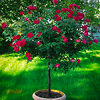 Double Knock Out Rose Trees for Sale Online | The Tree Center