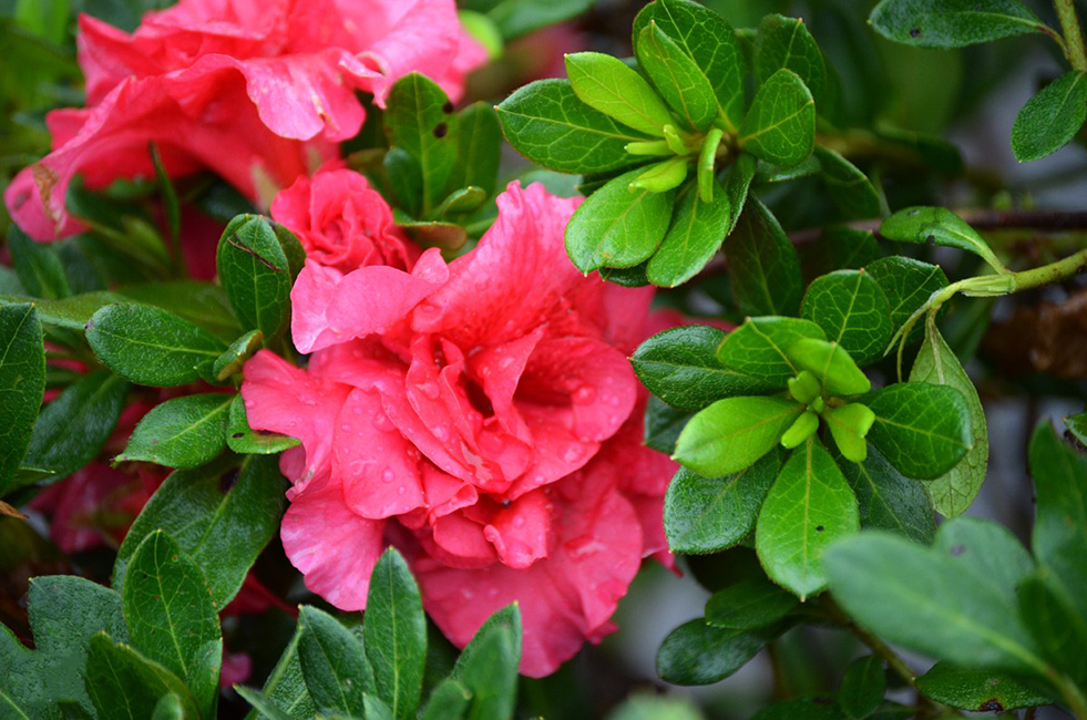 Red Magnificence ReBLOOM Azalea Shrubs For Sale Online | The Tree Center