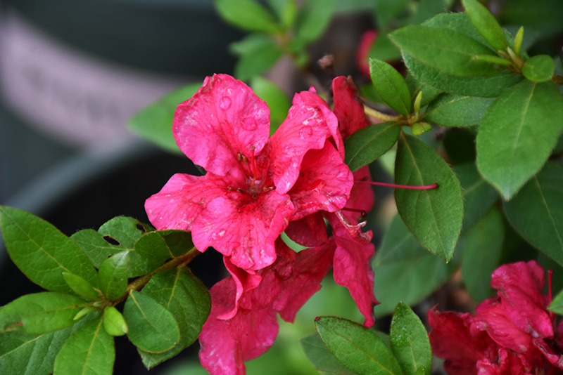 Red Magnificence ReBLOOM Azalea Shrubs For Sale Online | The Tree Center