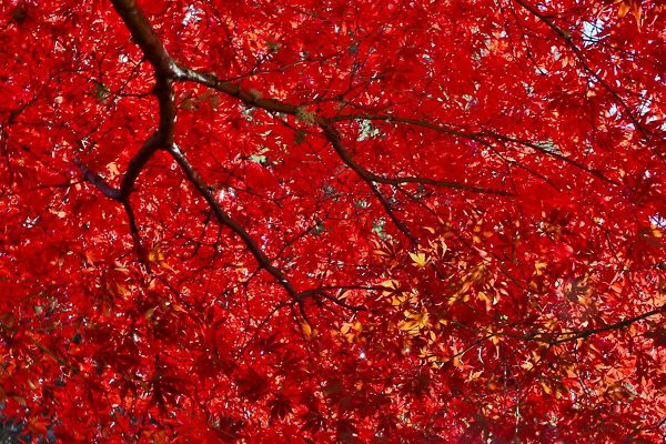 Red Maple Tips, planting Guide & Tricks | The Tree Center