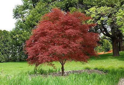 Red Pygmy Japanese Maple Trees For Sale Online | The Tree Center
