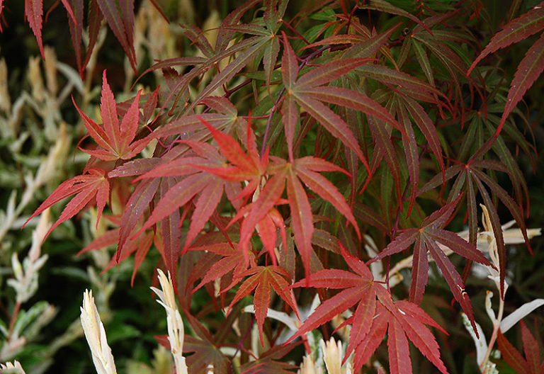 Red Pygmy Japanese Maple Trees For Sale Online | The Tree Center