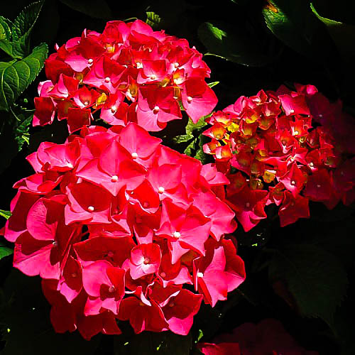 Red Sensation Hydrangeas For Sale Online | The Tree Center