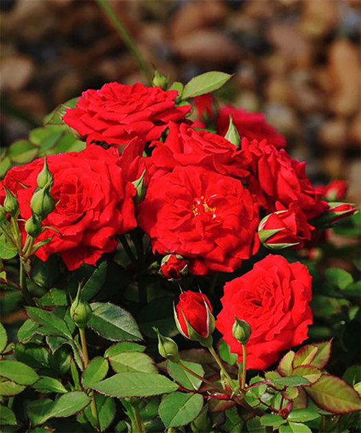 Red Sunblaze® Rose For Sale Online | The Tree Center