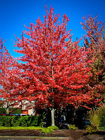 Red Sunset Red Maple Trees For Sale | The Tree Center