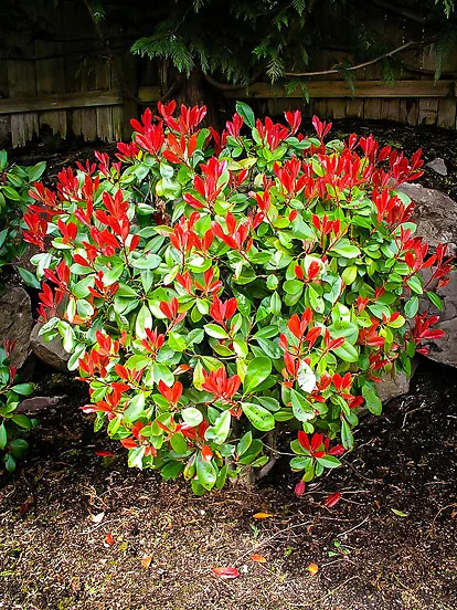 Red Tip Photinia For Sale | The Tree Center