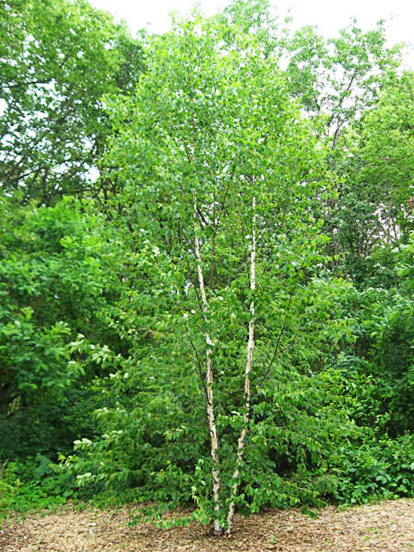 Birch Trees For Sale Online | The Tree Center