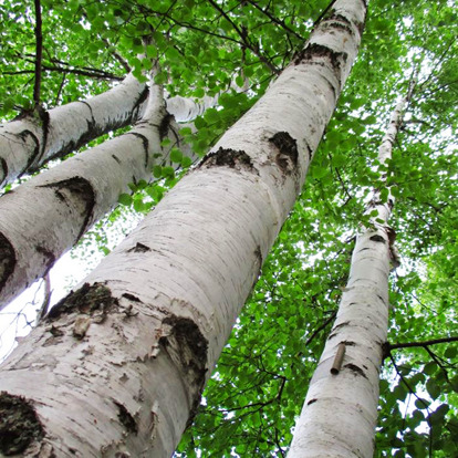 Renaissance Reflection® Birch For Sale Online | The Tree Center