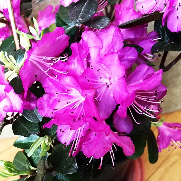 The Hardiest Rhododendrons of All – PJM | The Tree Center™