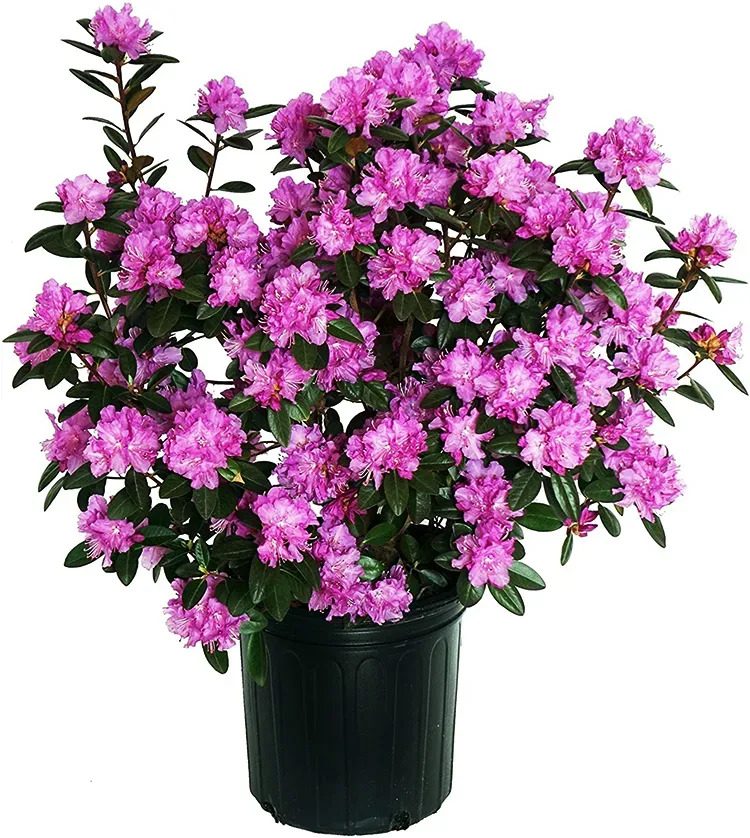 PJM Pink Delight Rhododenron For Sale | The Tree Center
