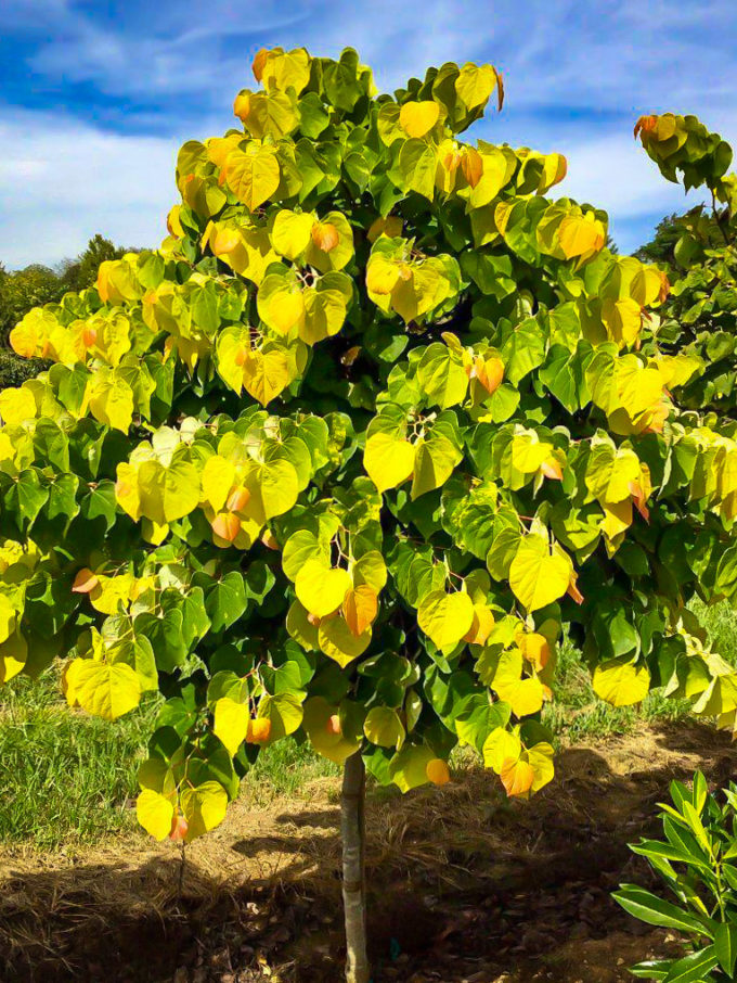 Redbud Trees For Sale Online | The Tree Center